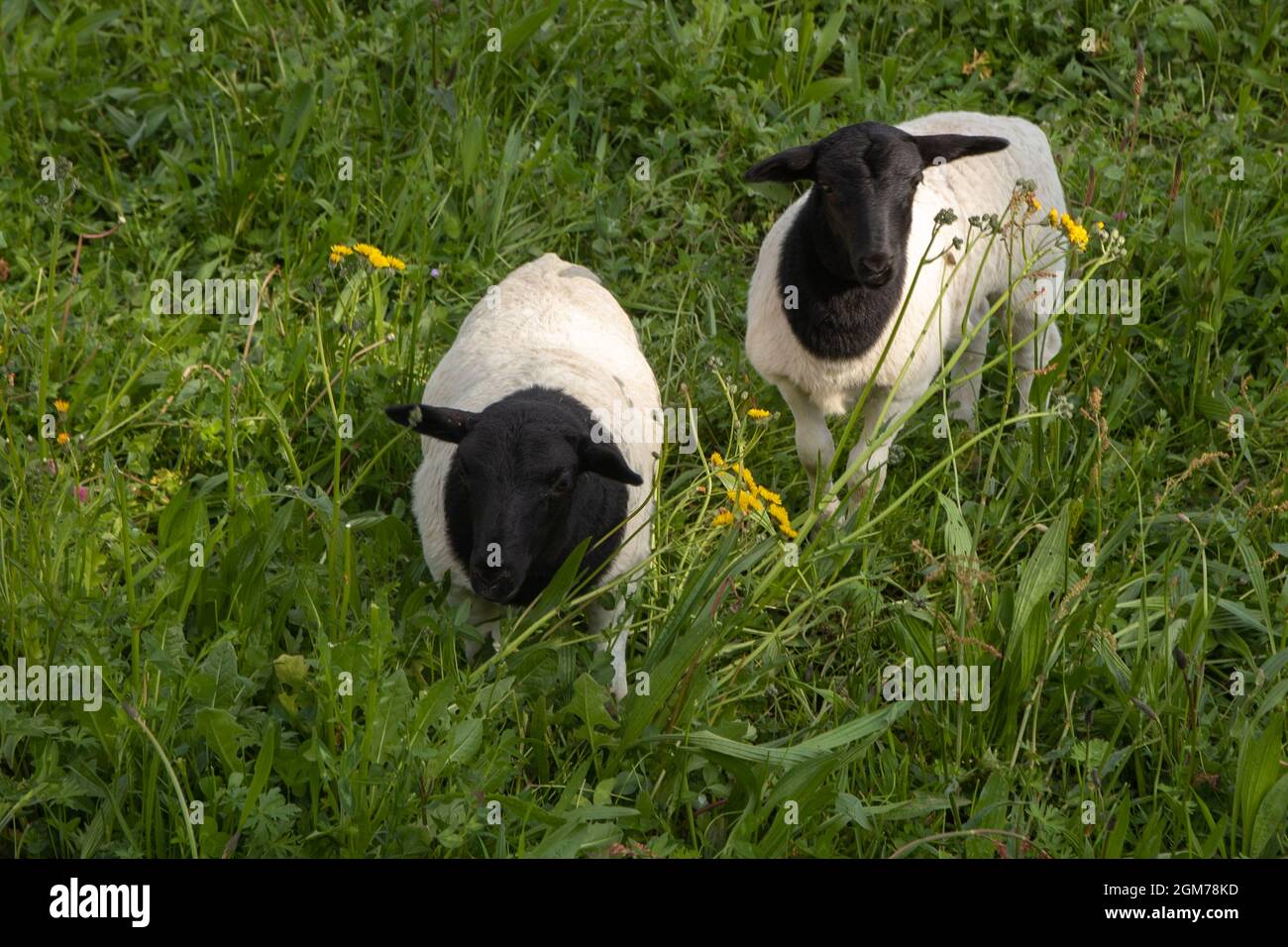 Blackhead Sheep High Resolution Stock Photography and Images - Alamy