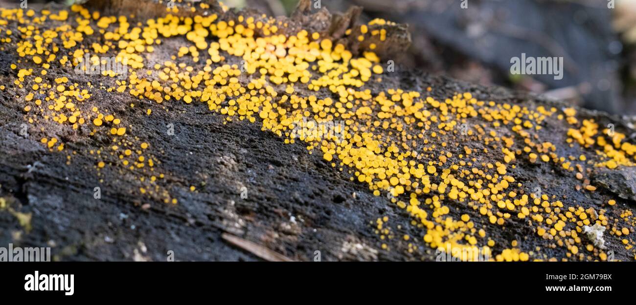 Bisporella citrina, known as Yellow Fairy cups or Lemon Discos fungus ...