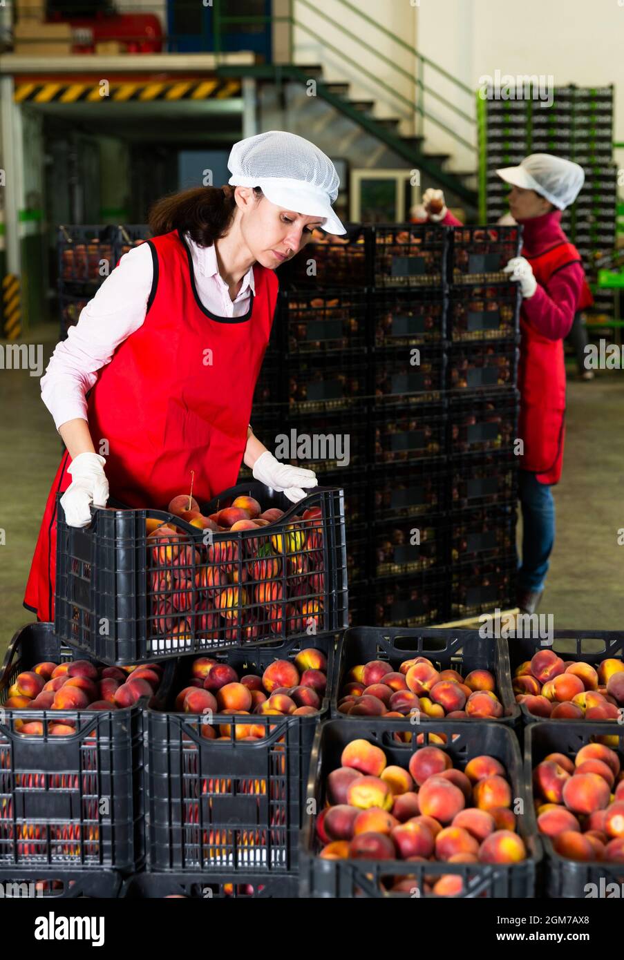 Women packaging harvested peaches Stock Photo - Alamy