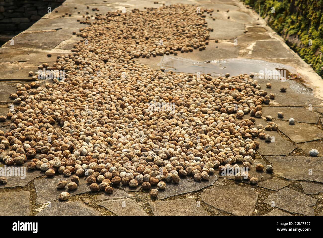 Candle Nuts Drying in the Sun Wologai village East Nusa Tenggara Stock ...