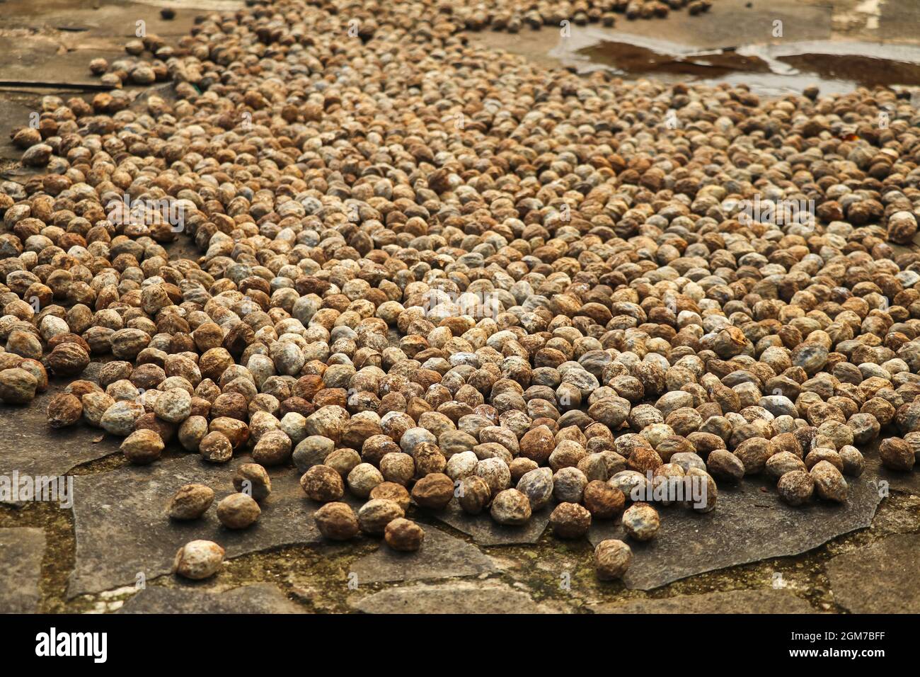 Candle Nuts Drying in the Sun Wologai village East Nusa Tenggara Stock ...