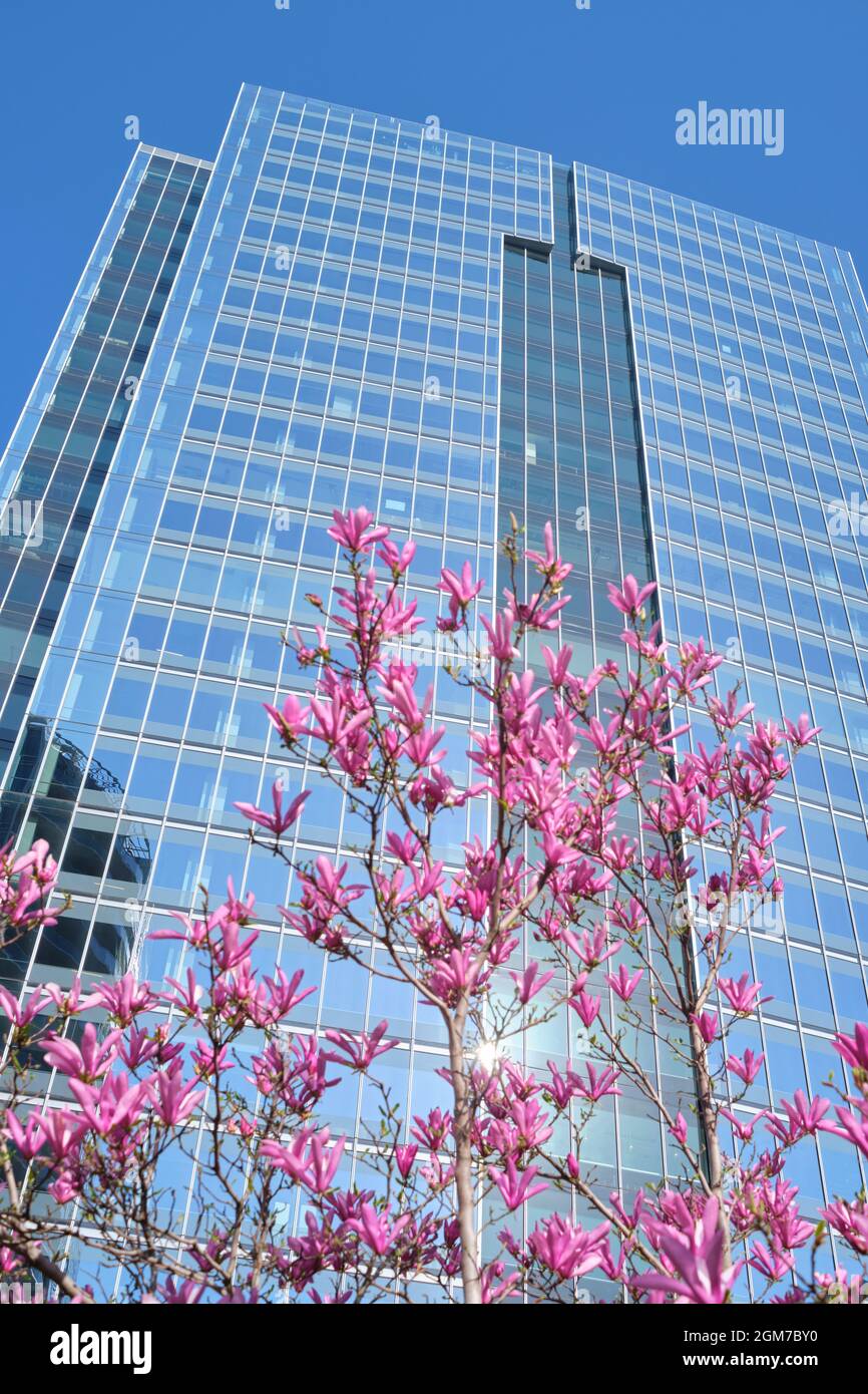 Pink cherry tree flower blooms, blossoms in front of a new, modern ...