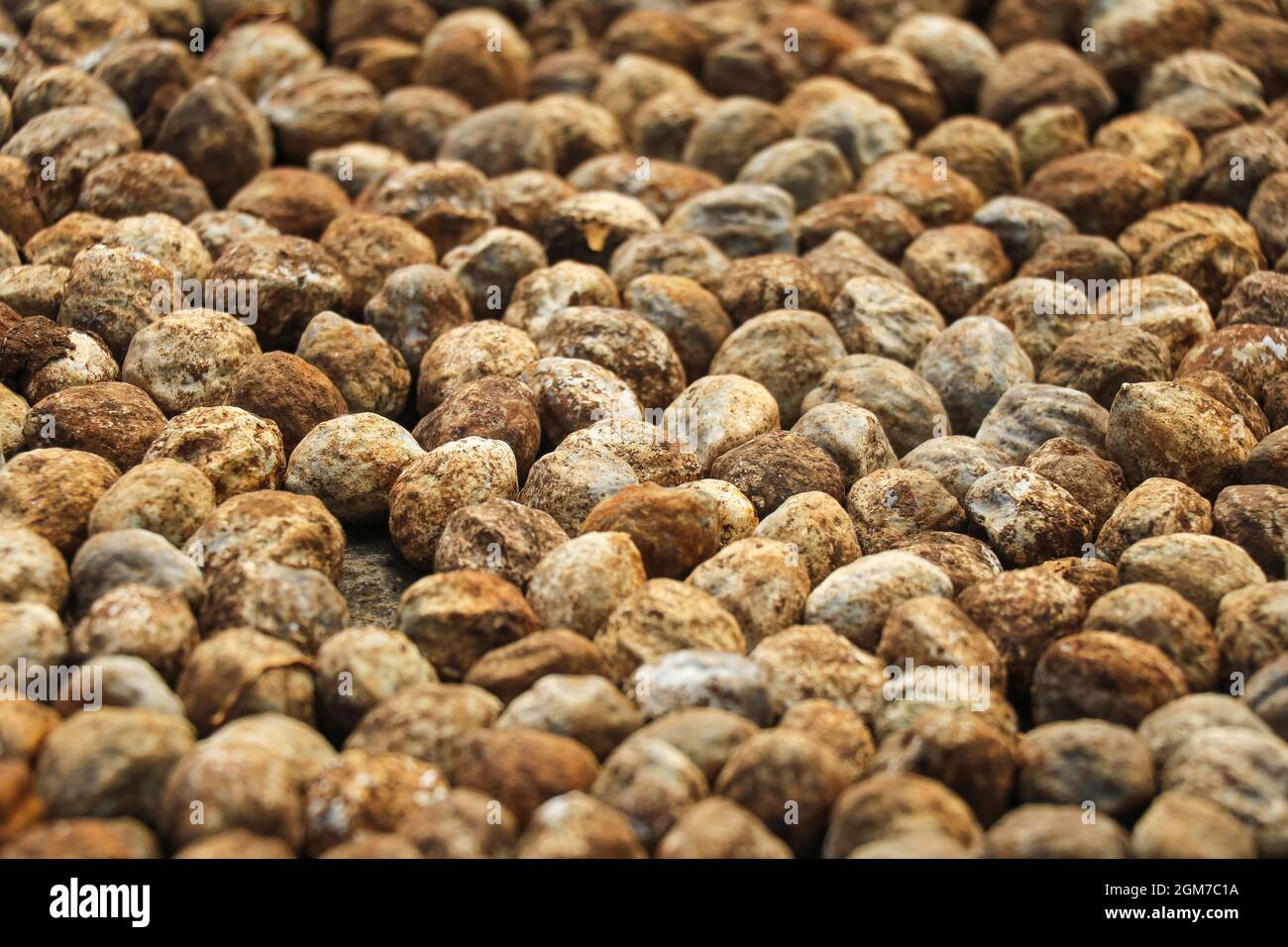 Kukui nut hi-res stock photography and images - Alamy