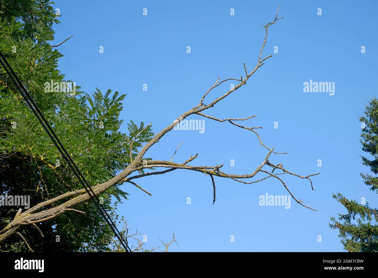 fallen dead tree resting on top of overhead electricity power cables ...