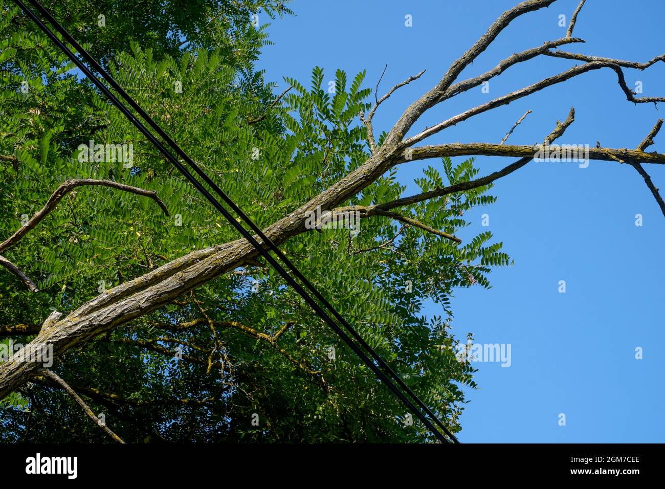 fallen dead tree resting on top of overhead electricity power cables ...