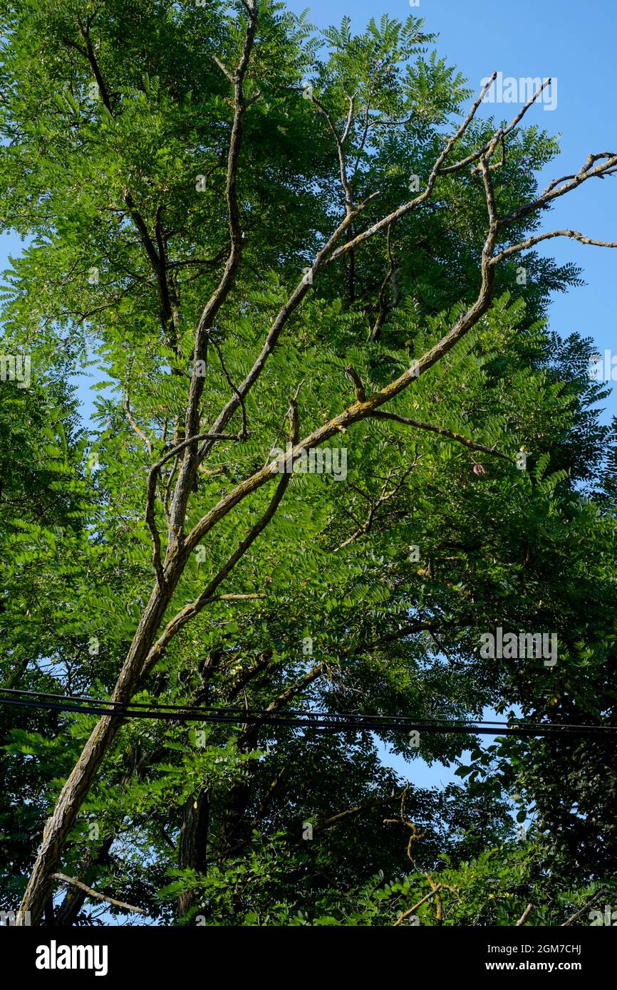 Tree obstructing power lines hi-res stock photography and images - Alamy