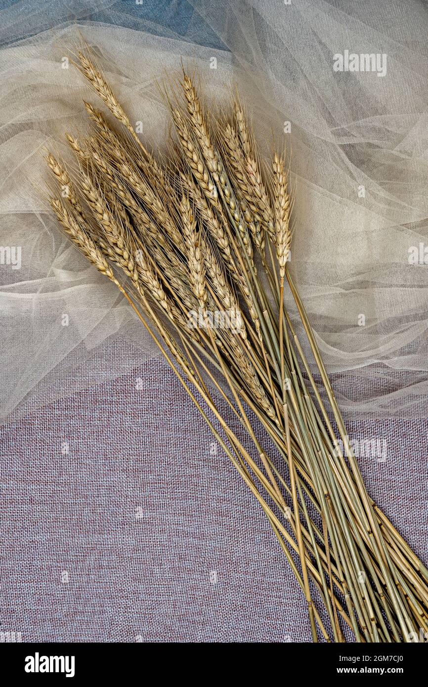 Corn stalk decoration hi-res stock photography and images - Alamy