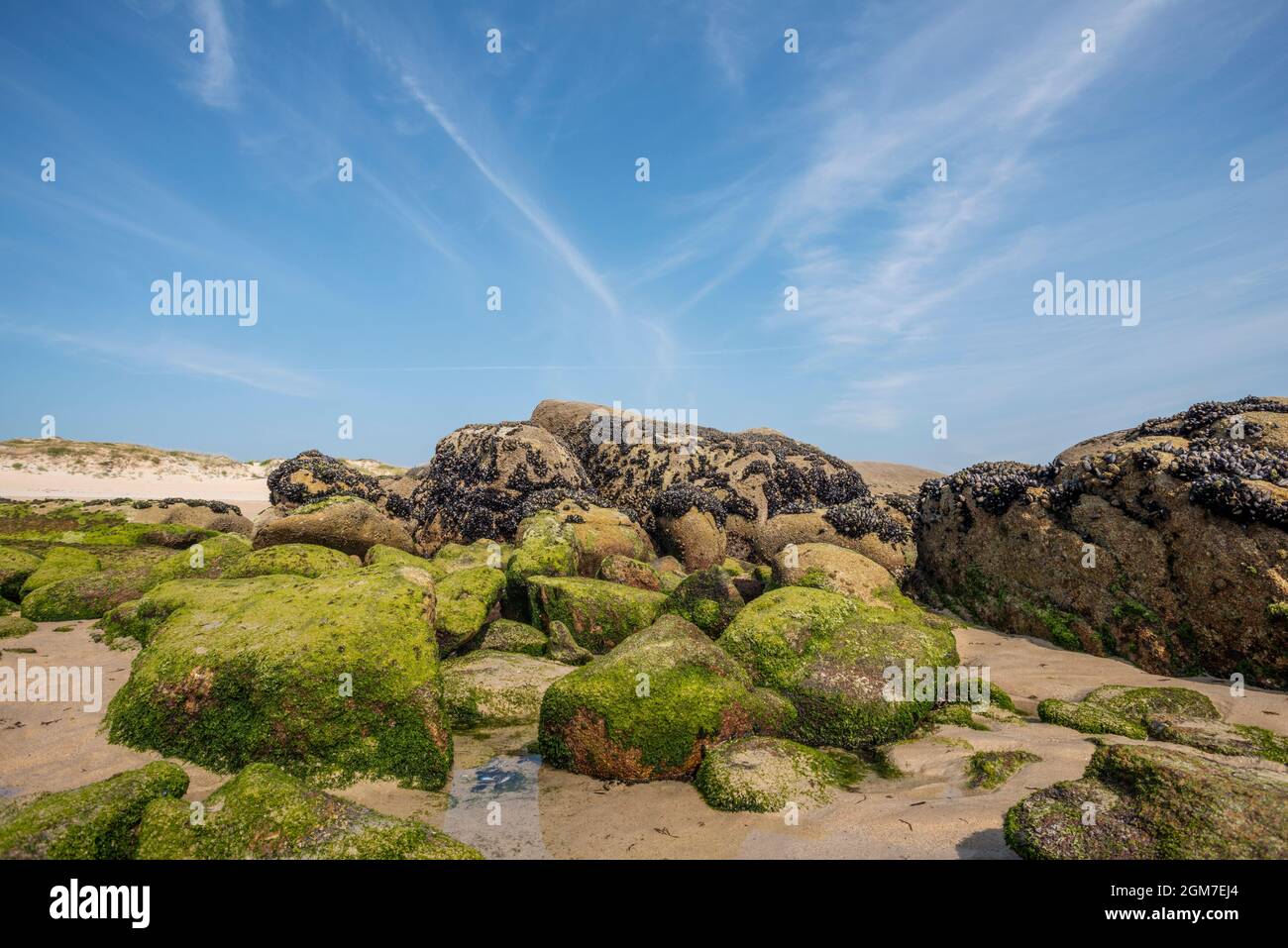 Rocks at low tide on a Galician beach with mussels growing on the ...