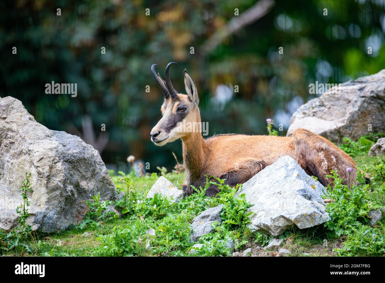 Chamois (Rupicapra rupicapra) is a species of goat-antelope native to ...