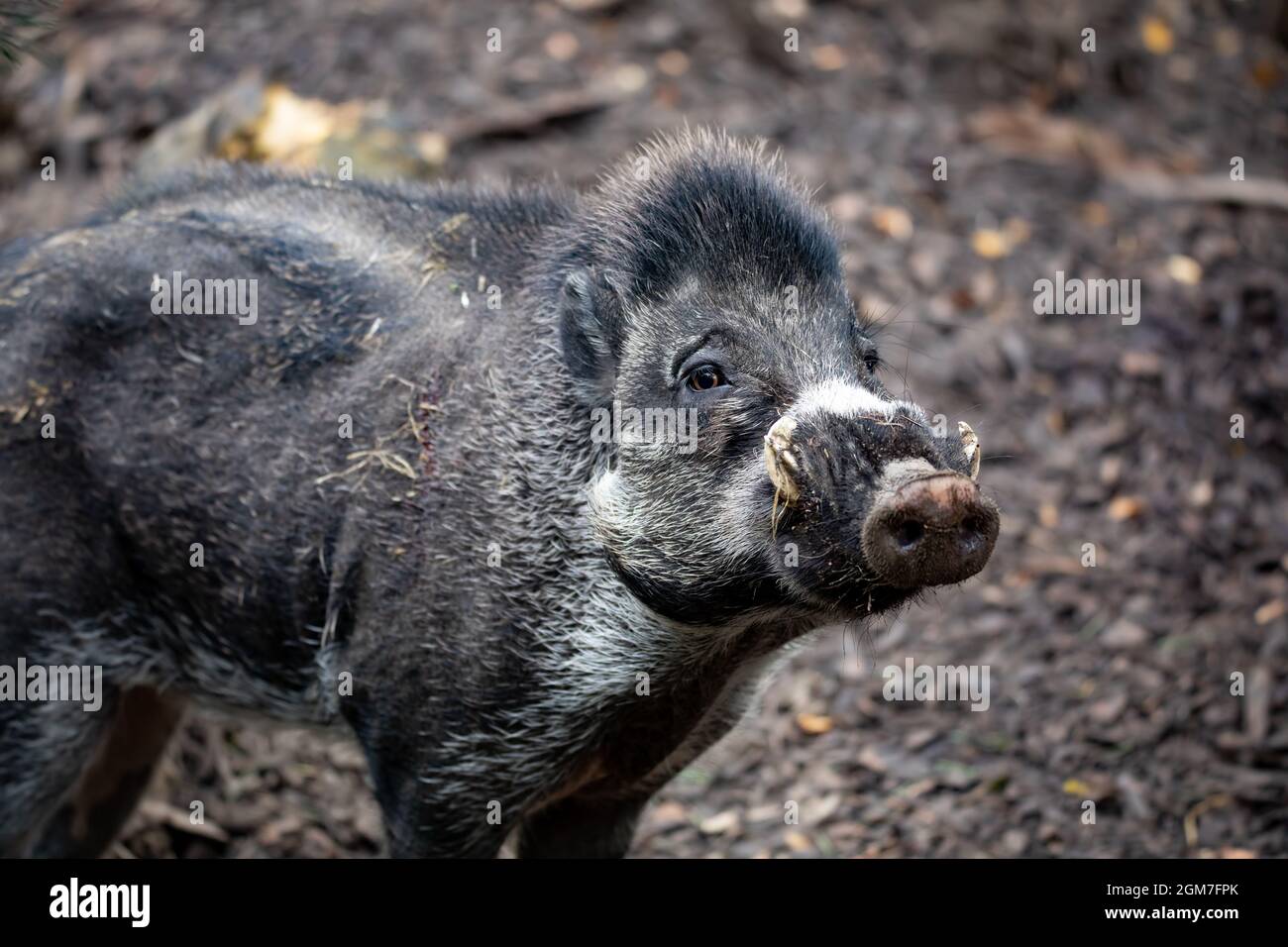 Big adult boar of Visayan warty pig (Sus cebifrons) is a critically ...