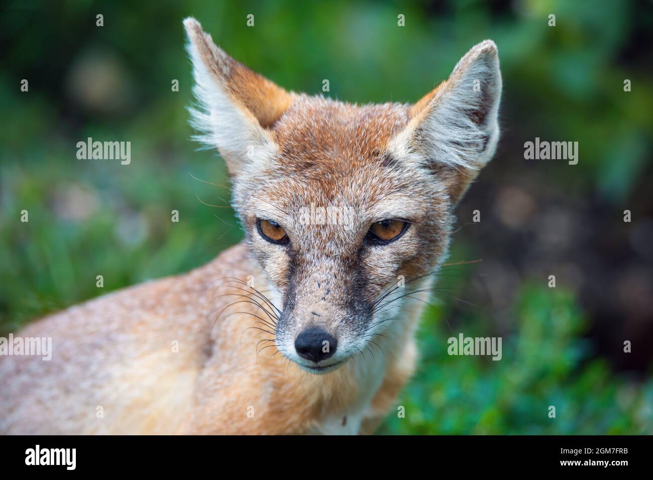 portrait of Korsak or steppe Fox (Vulpes corsac), predatory mammal of ...