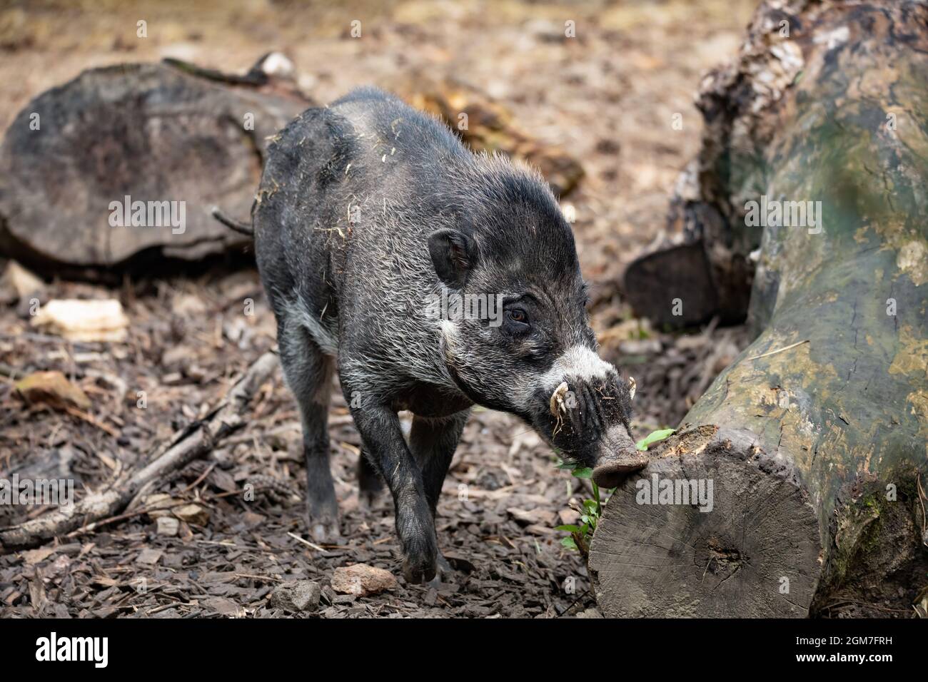 Big adult boar of Visayan warty pig (Sus cebifrons) is a critically ...