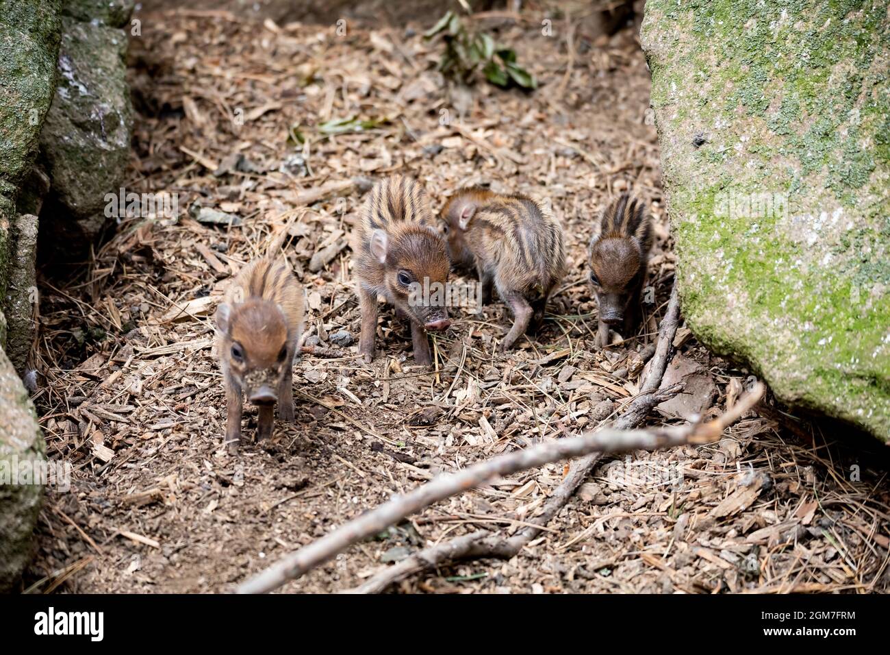 Small cute playful baby of Visayan warty pig (Sus cebifrons) is a ...