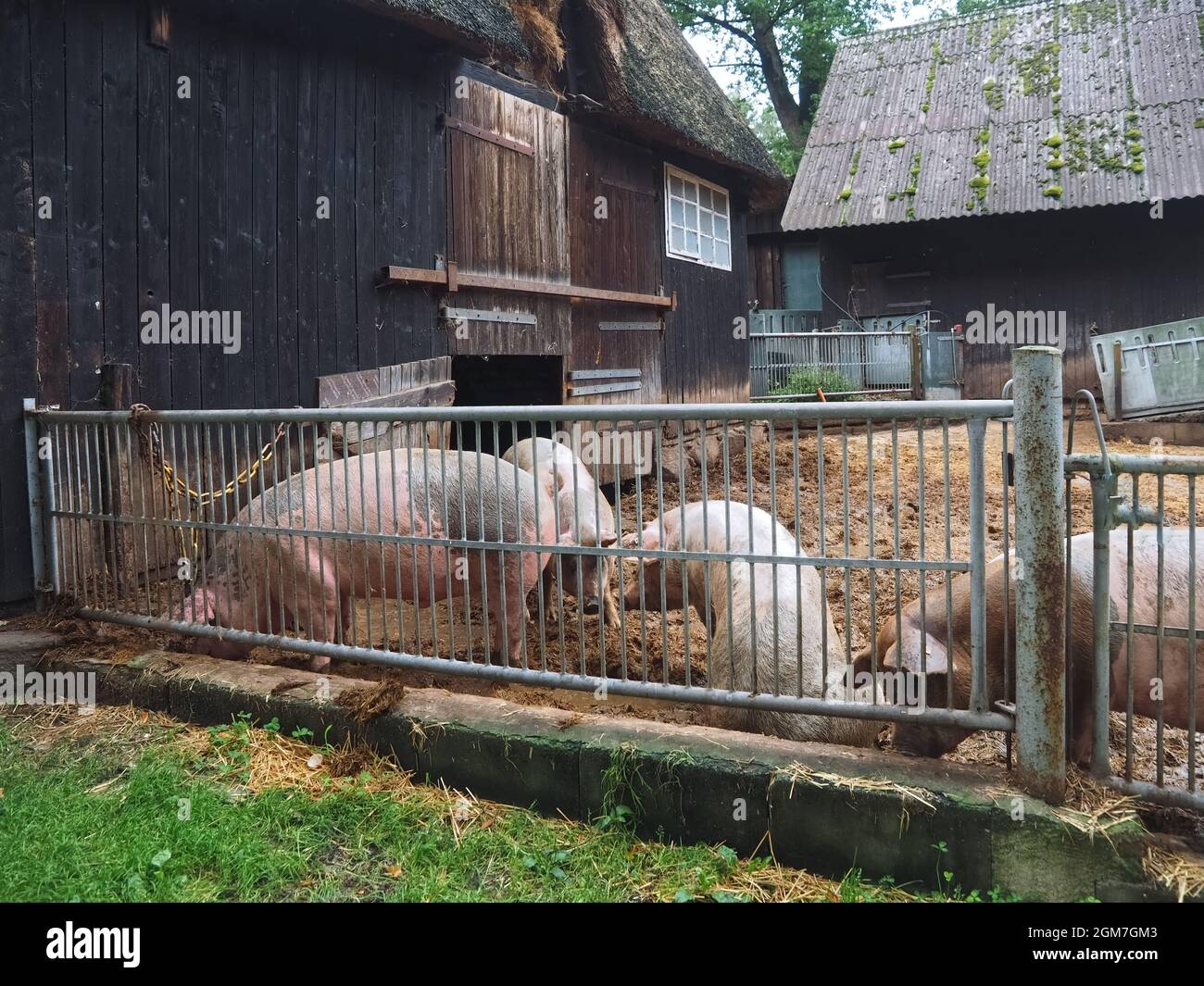 Group of happy pigs in an open stall outside Stock Photo - Alamy