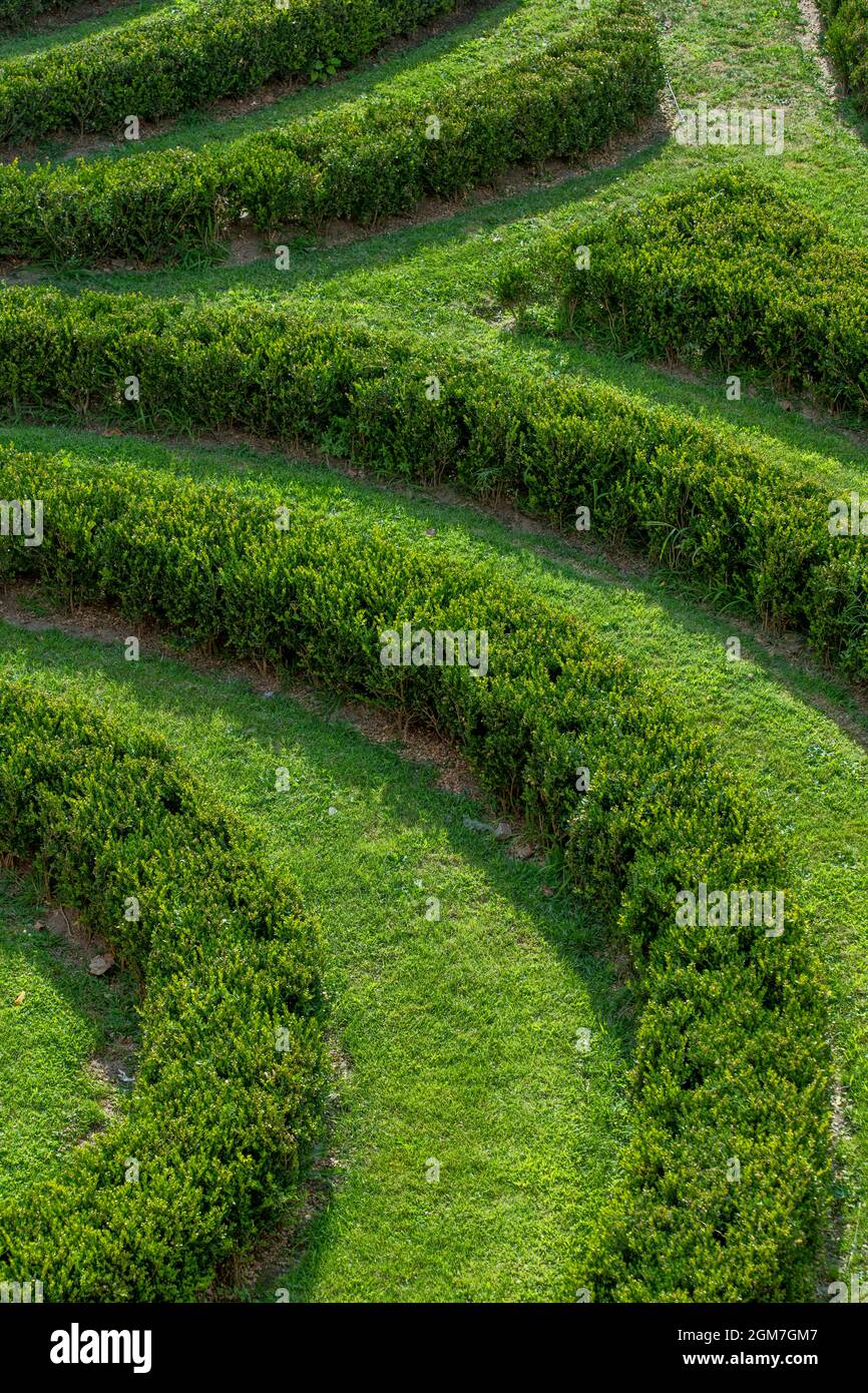 vegetable maze of decorative hedges in an urban park Stock Photo - Alamy