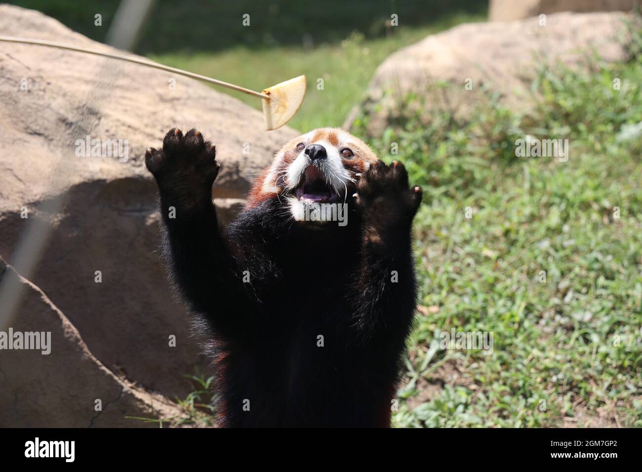 International red panda day hi-res stock photography and images - Alamy