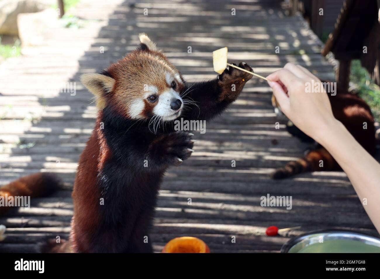 International red panda day hi-res stock photography and images - Alamy