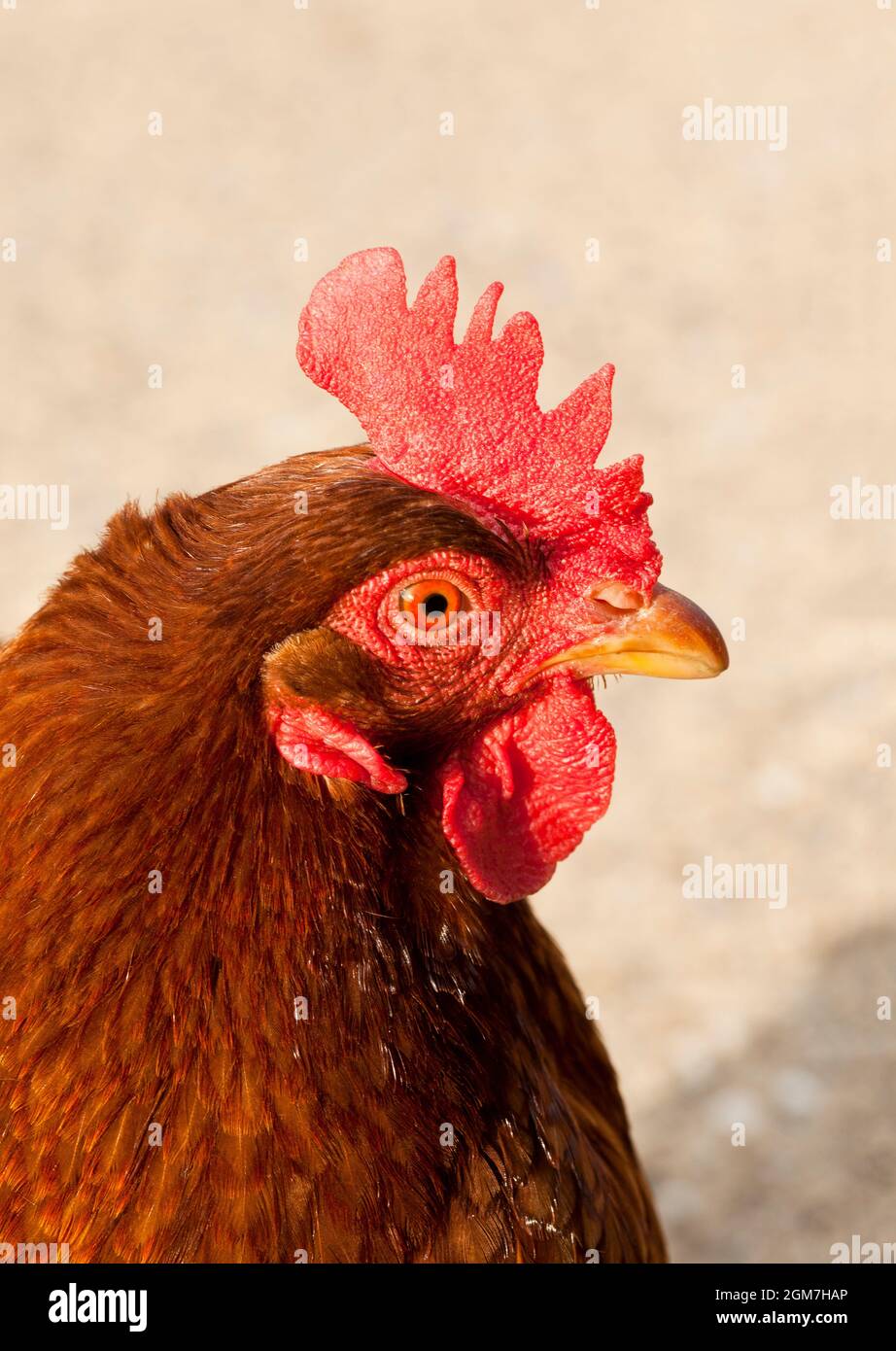 Portrait of a brown chicken Stock Photo - Alamy