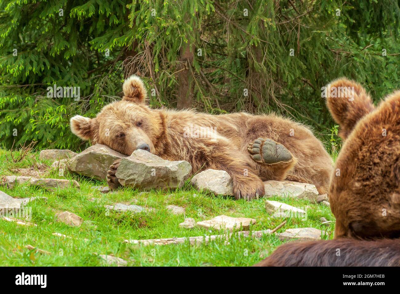 Himalayan Brown Bear