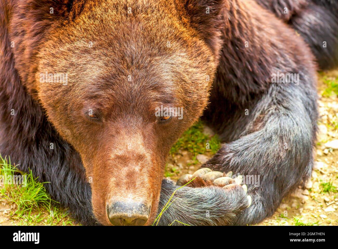 Portrait of lying Brown bear. Front view of Ursus arctos head closeup ...