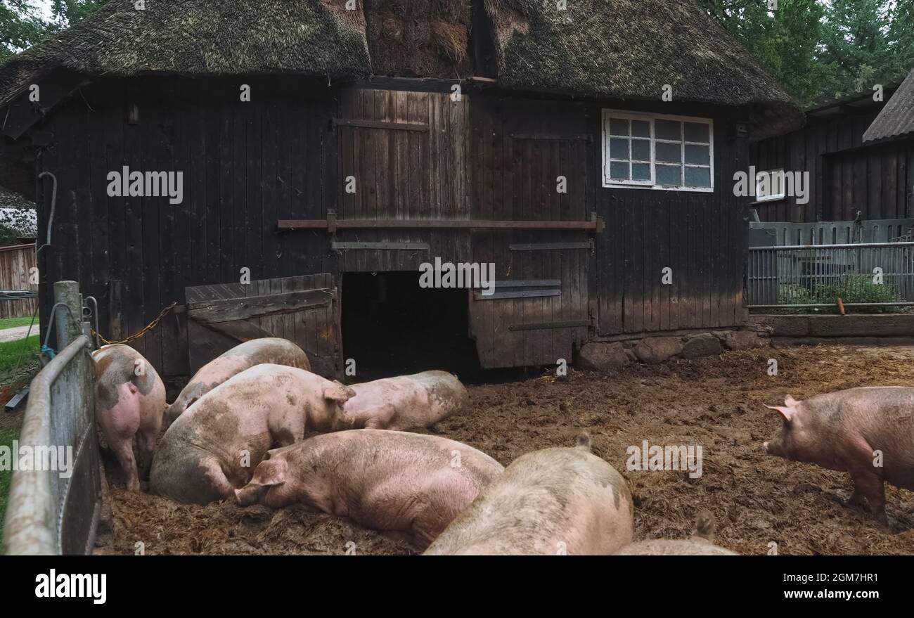 Happy pigs hi-res stock photography and images - Alamy