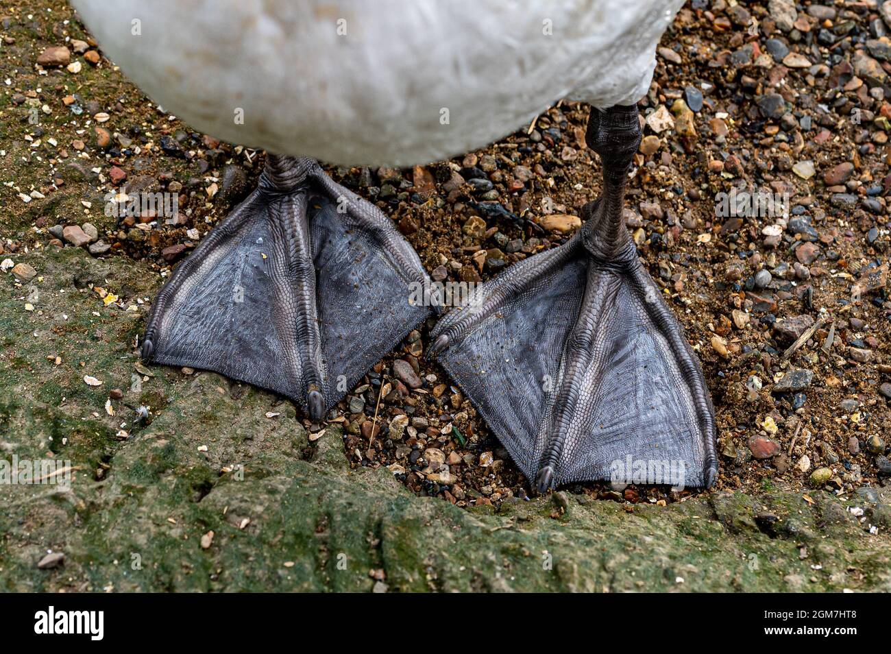 Swan footprint hi-res stock photography and images - Alamy