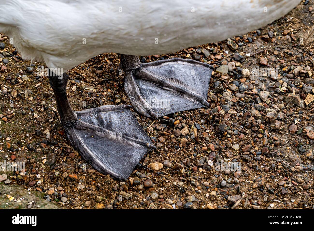 Webbed feet of adult mute swans Stock Photo - Alamy
