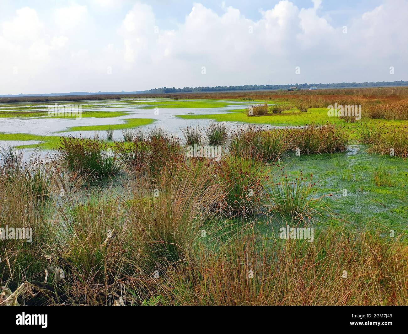 Swamp area in the field against a cloudy sky Stock Photo - Alamy