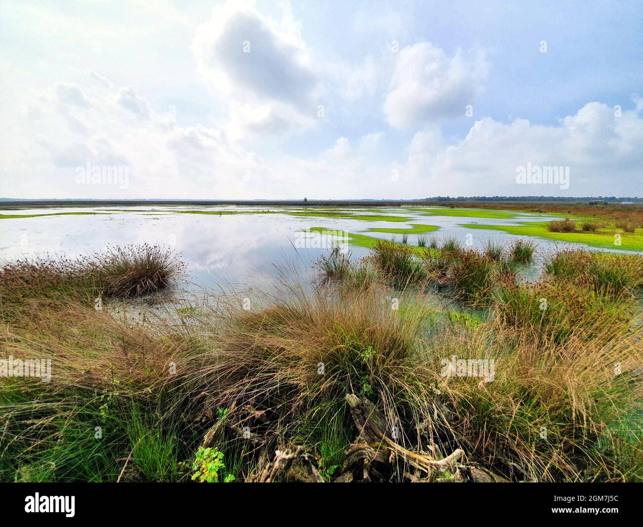 Swamp area in the field against a cloudy sky Stock Photo - Alamy