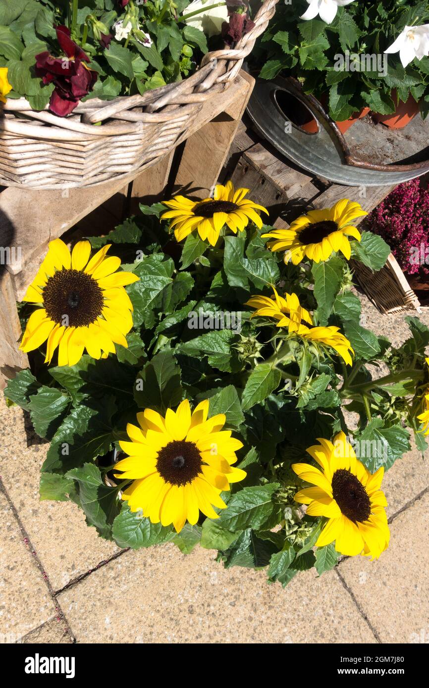 sunflowers and plants display on Alresford Railway station platform ...