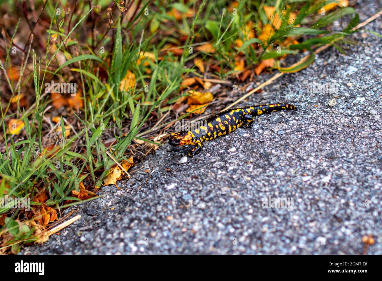Wild salamander crawling on the ground in Spain Stock Photo - Alamy