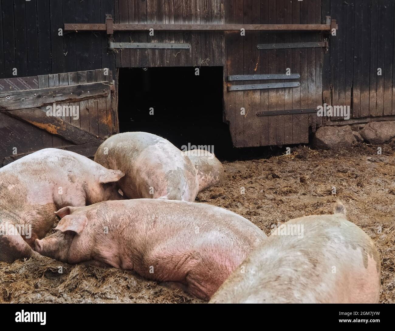 Happy pigs hi-res stock photography and images - Alamy