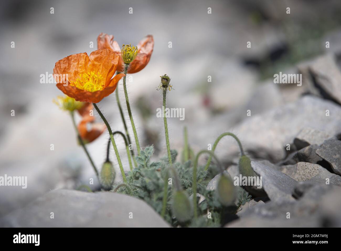 Closeup shot of Alpine poppies growing Stock Photo - Alamy