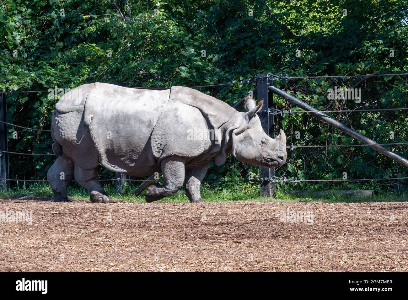 One rhinoceros animal in the Toronto Zoo in the city of Toronto, Canada ...