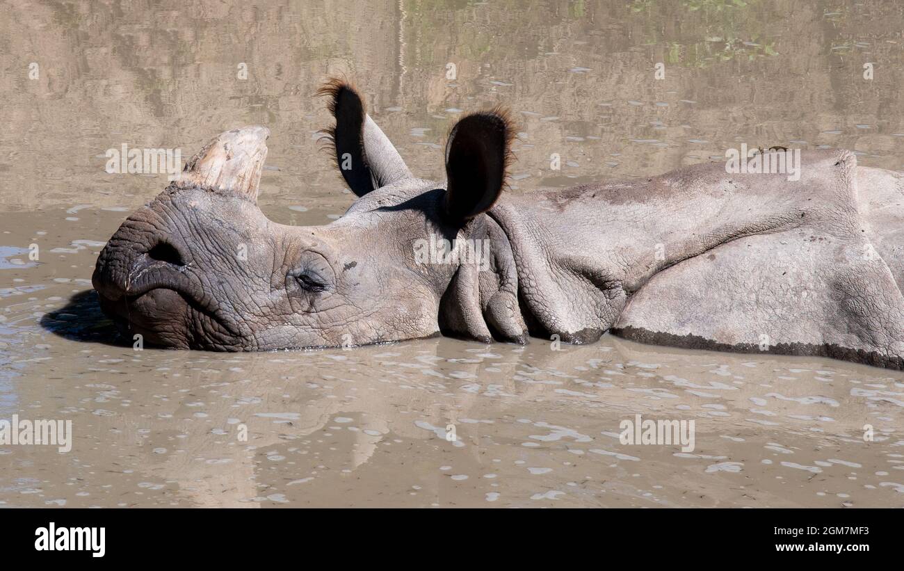 One rhinoceros animal in the Toronto Zoo in the city of Toronto, Canada ...