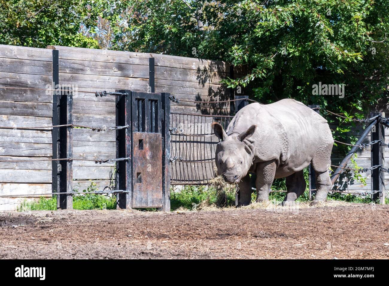 One rhinoceros animal in the Toronto Zoo in the city of Toronto, Canada ...