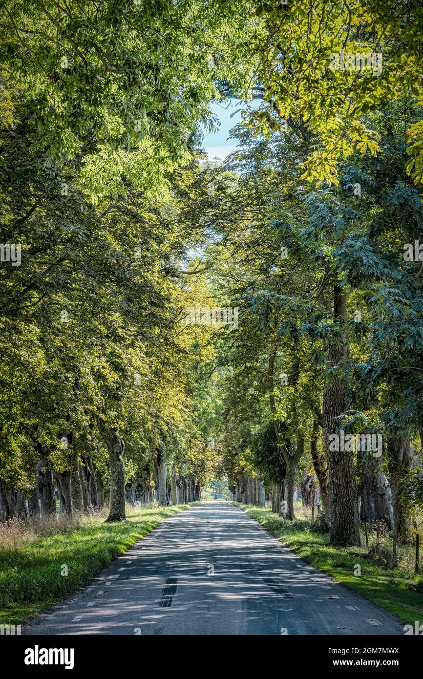 A typical tree lined country road in the south of Sweden Stock Photo ...