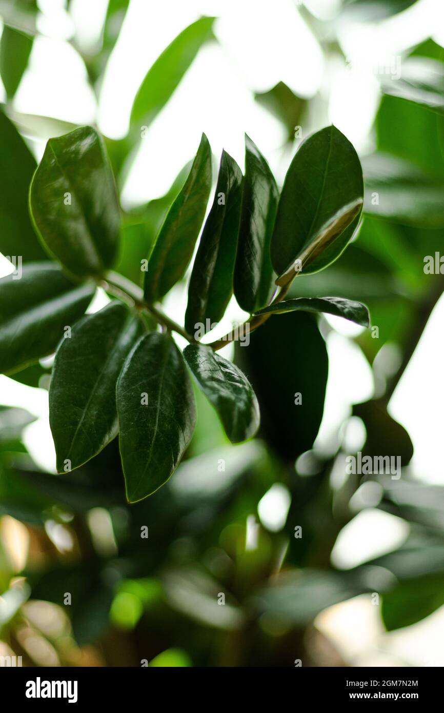 Close up of plant leaves; abstract natural background Stock Photo - Alamy