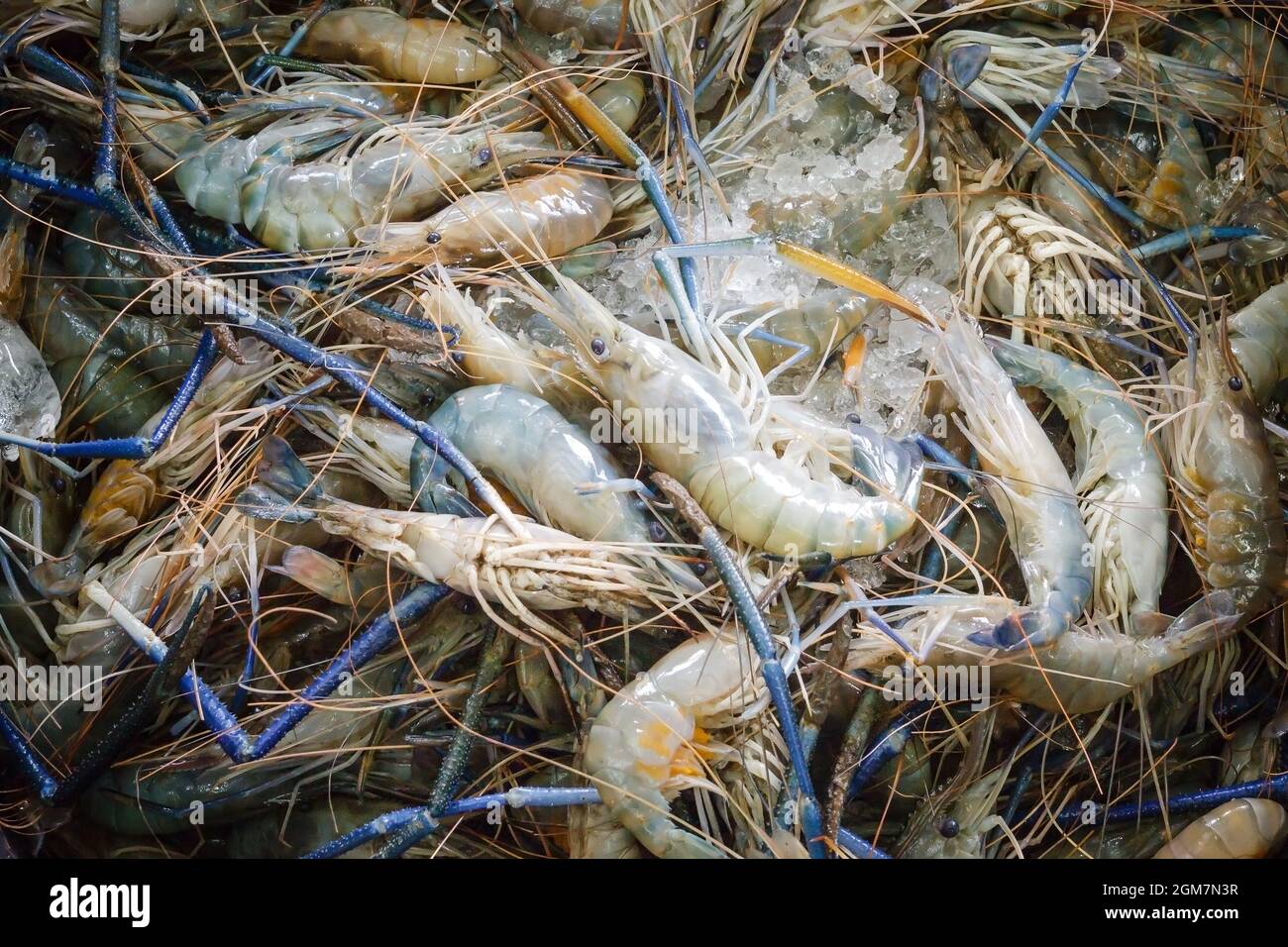 Macrobrachium rosenbergii, also known as the giant river prawn or giant ...