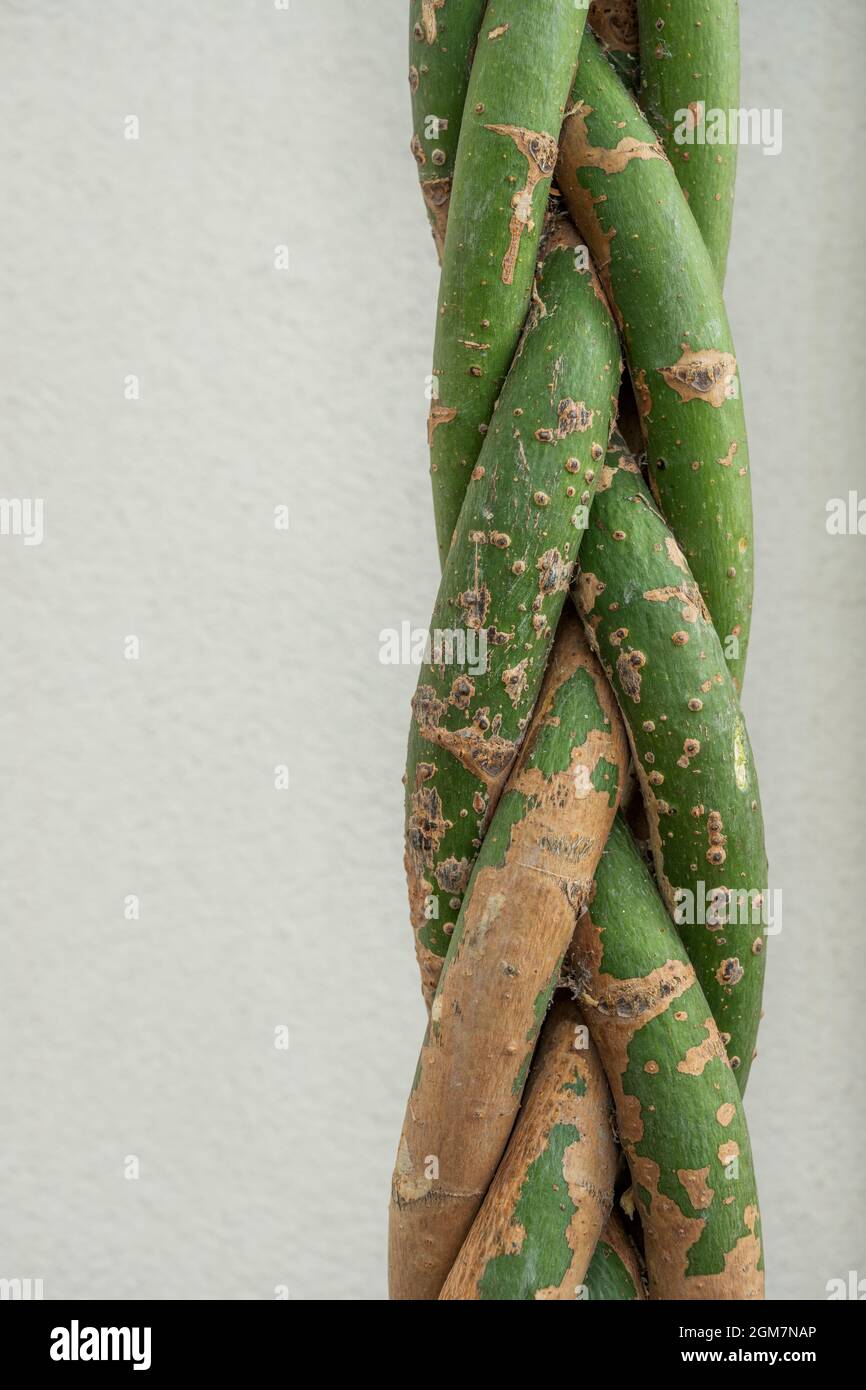 Braided trunk hi-res stock photography and images - Alamy