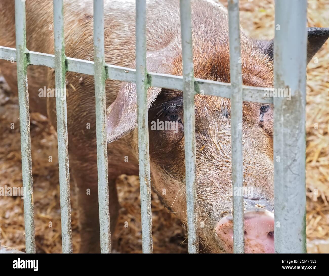 Pig behind bars hi-res stock photography and images - Alamy