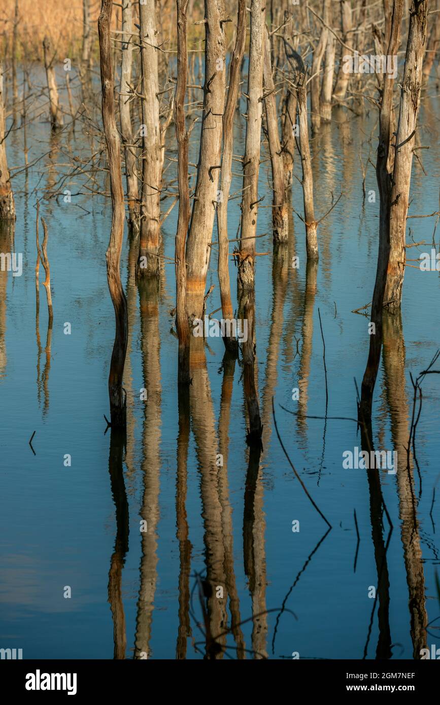 tree trunks reflecting on the water surface of a placid lake Stock ...