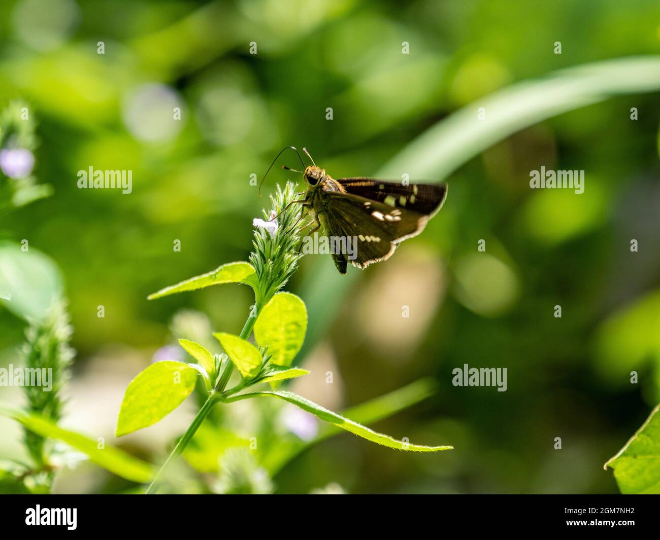 Straight swift butterfly hi-res stock photography and images - Alamy
