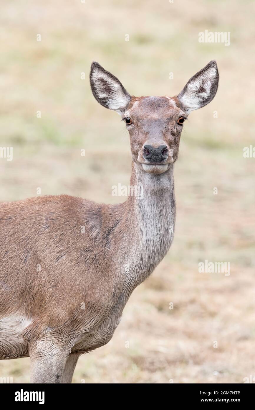 Red deer cervus elaphus in the alps hi-res stock photography and images ...