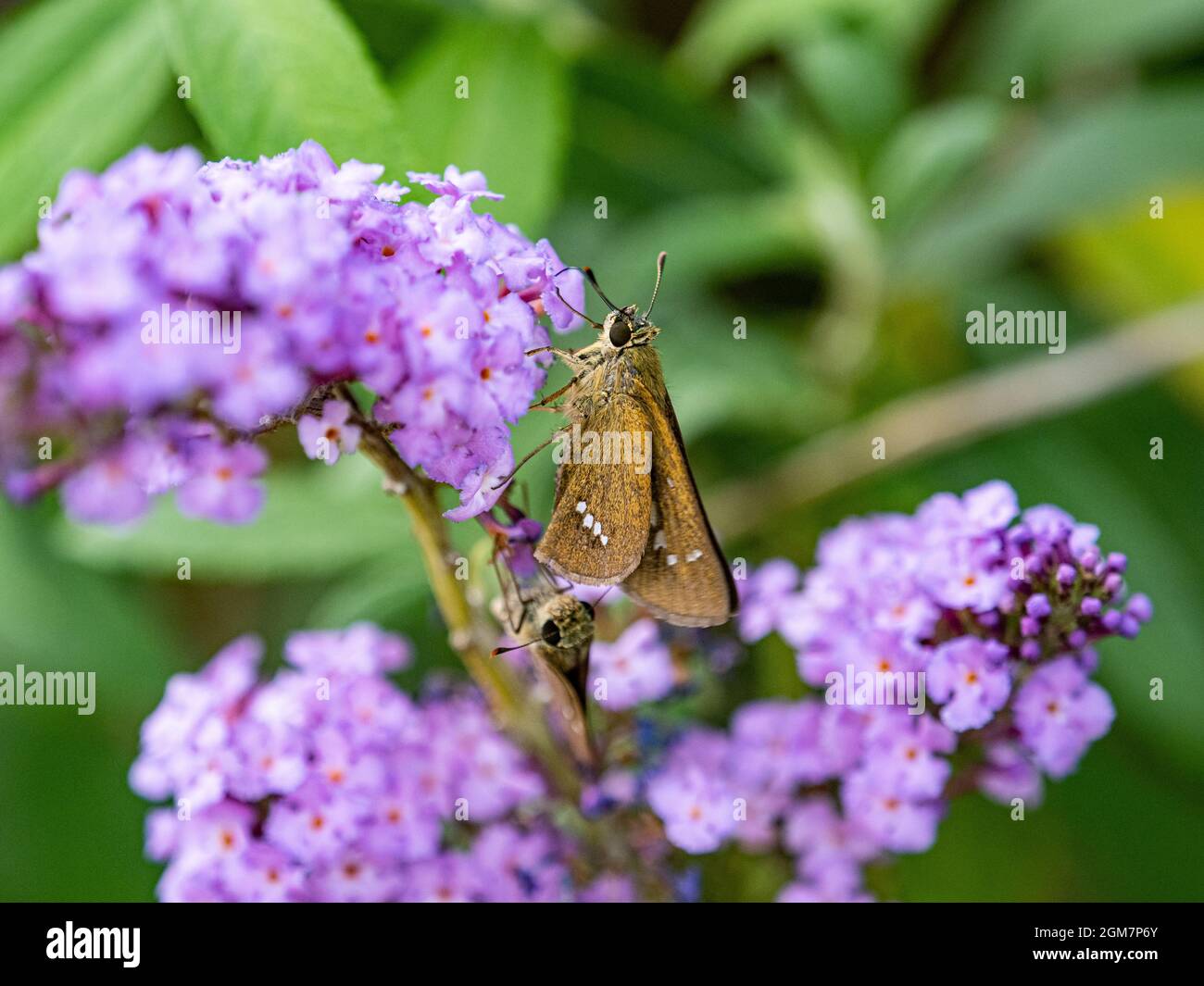 Swift butterfly on flowers hi-res stock photography and images - Alamy