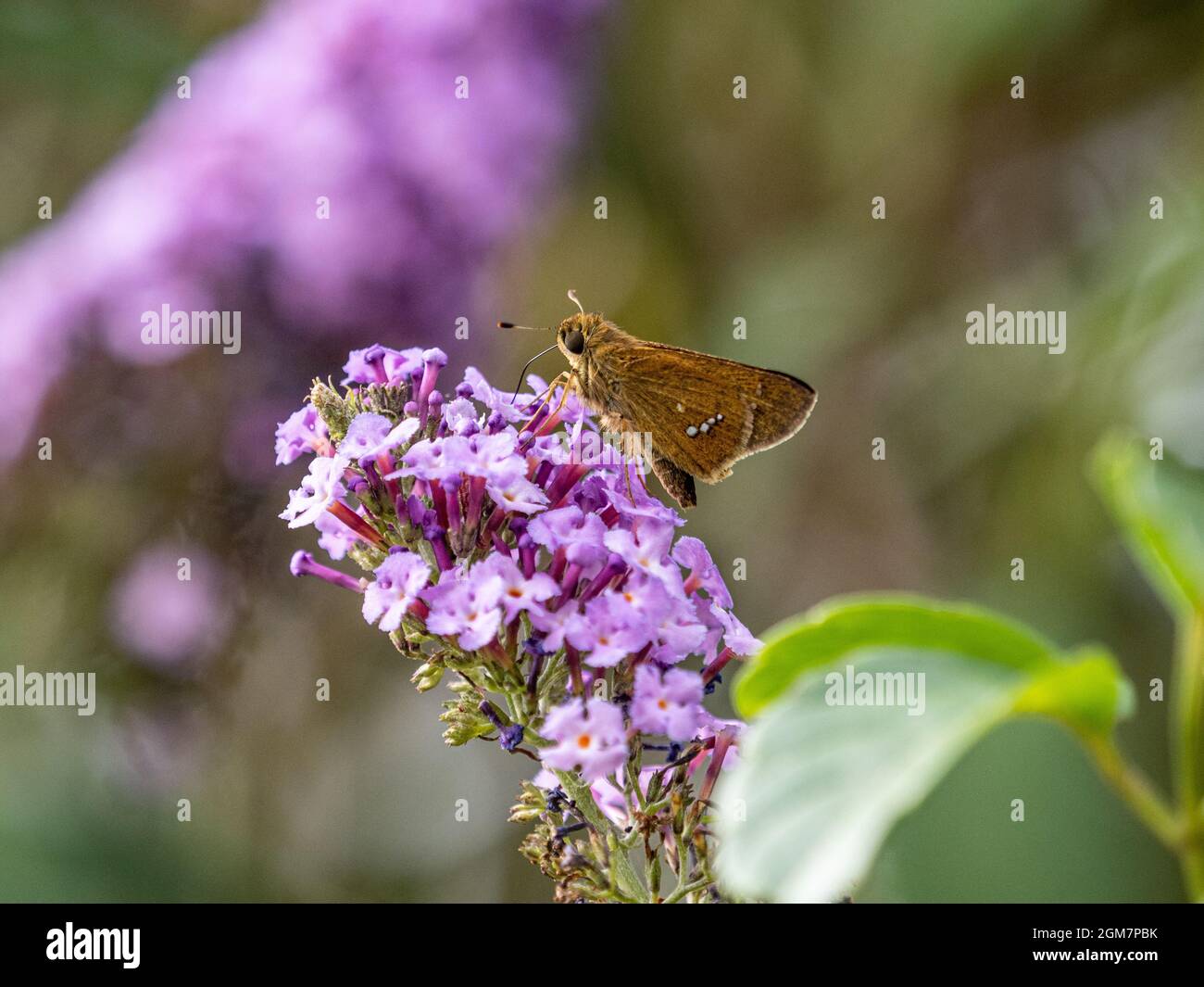 Swift butterfly on flowers hi-res stock photography and images - Alamy