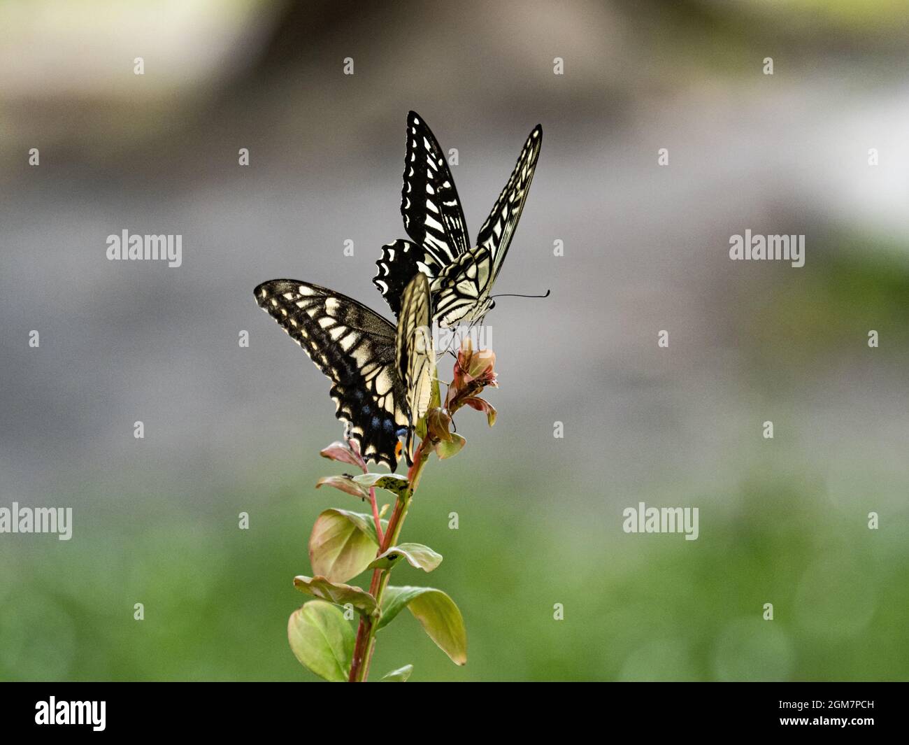 Scenic view of Chinese Yellow Swallowtail butterflies flying together ...