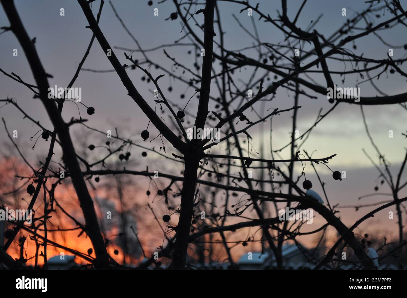 Trees on sunset sky Stock Photo - Alamy