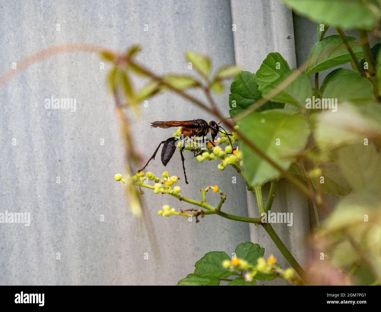 Scenic view of a Japanese dauber wasp on bushkiller vine flowers Stock ...