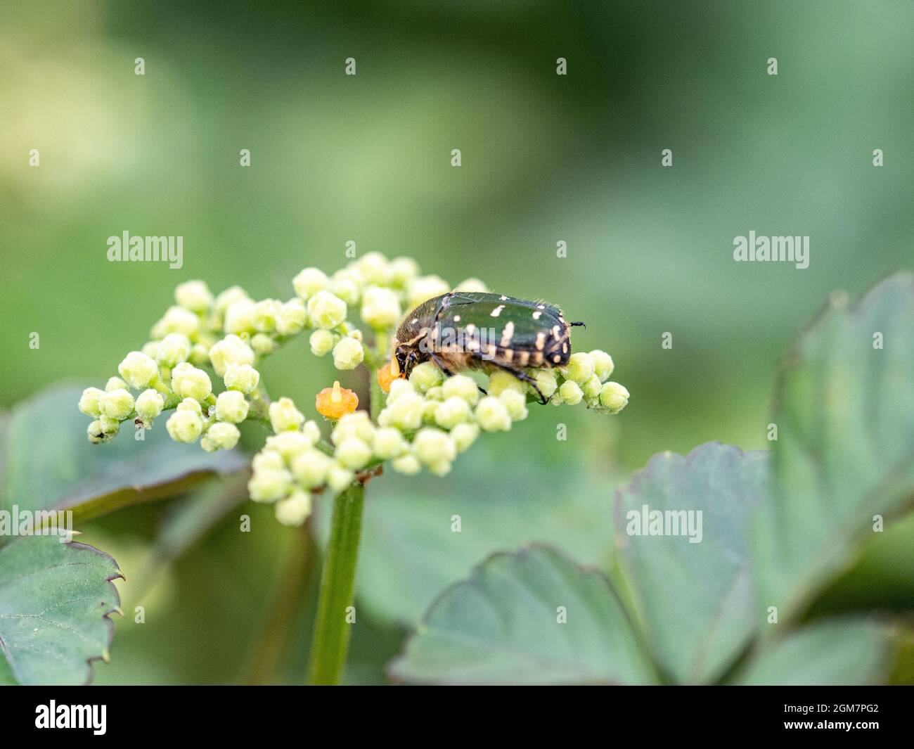 Flower beetle chafer blue hi-res stock photography and images - Alamy